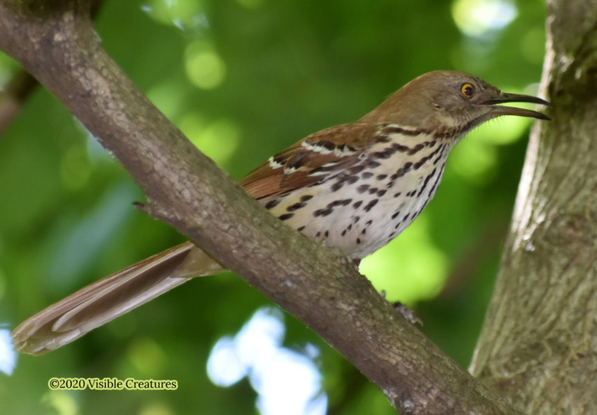 High Alert – Visible Creatures