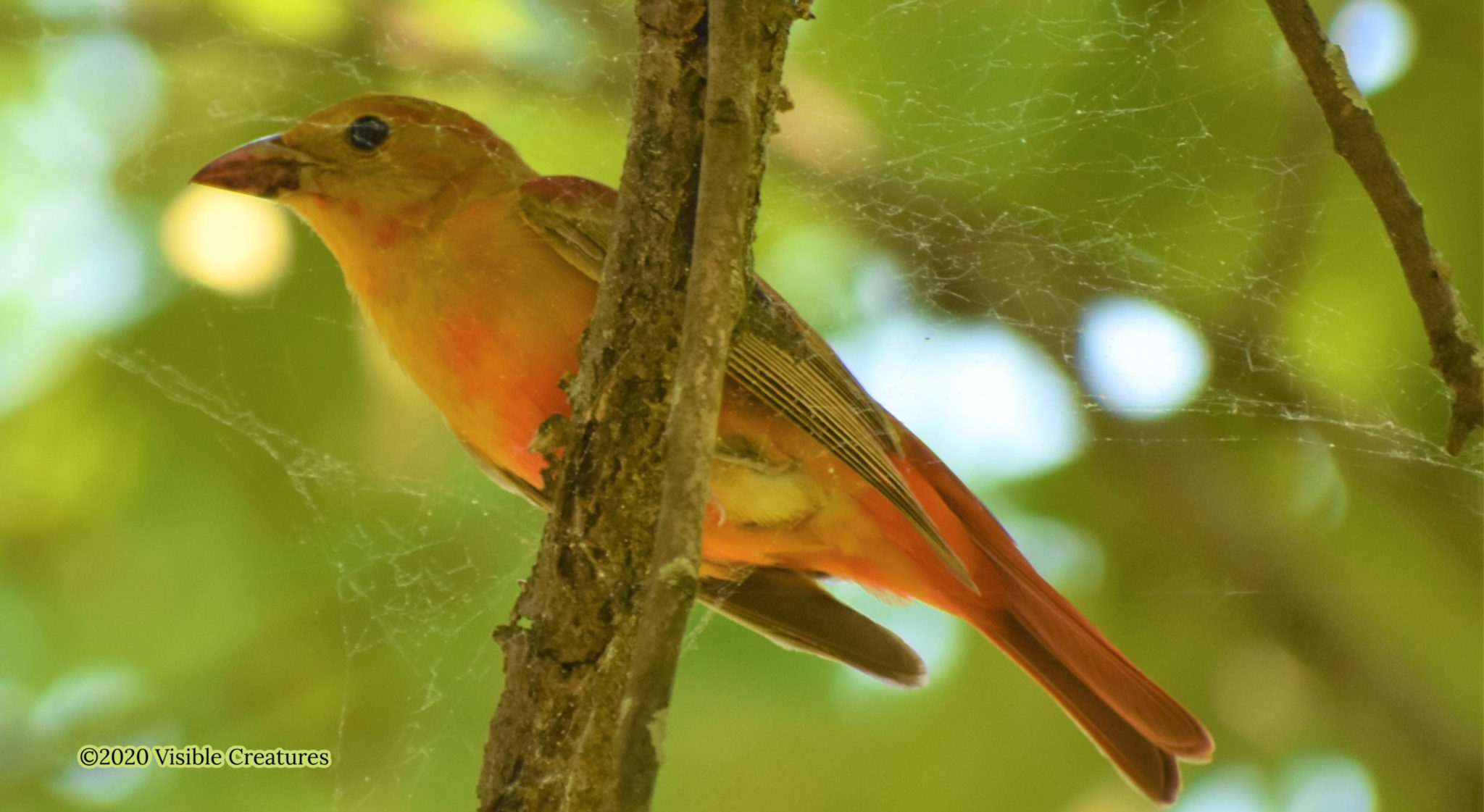 Summer Tanager – Visible Creatures