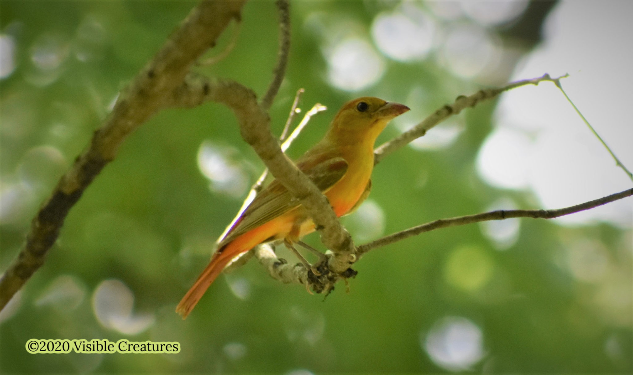 Summer Tanager – Visible Creatures