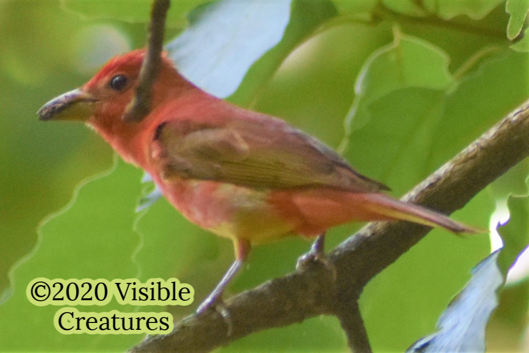 Summer Tanager – Visible Creatures