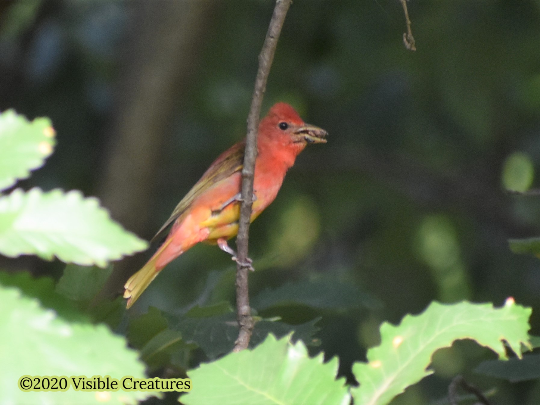 Summer Tanager – Visible Creatures