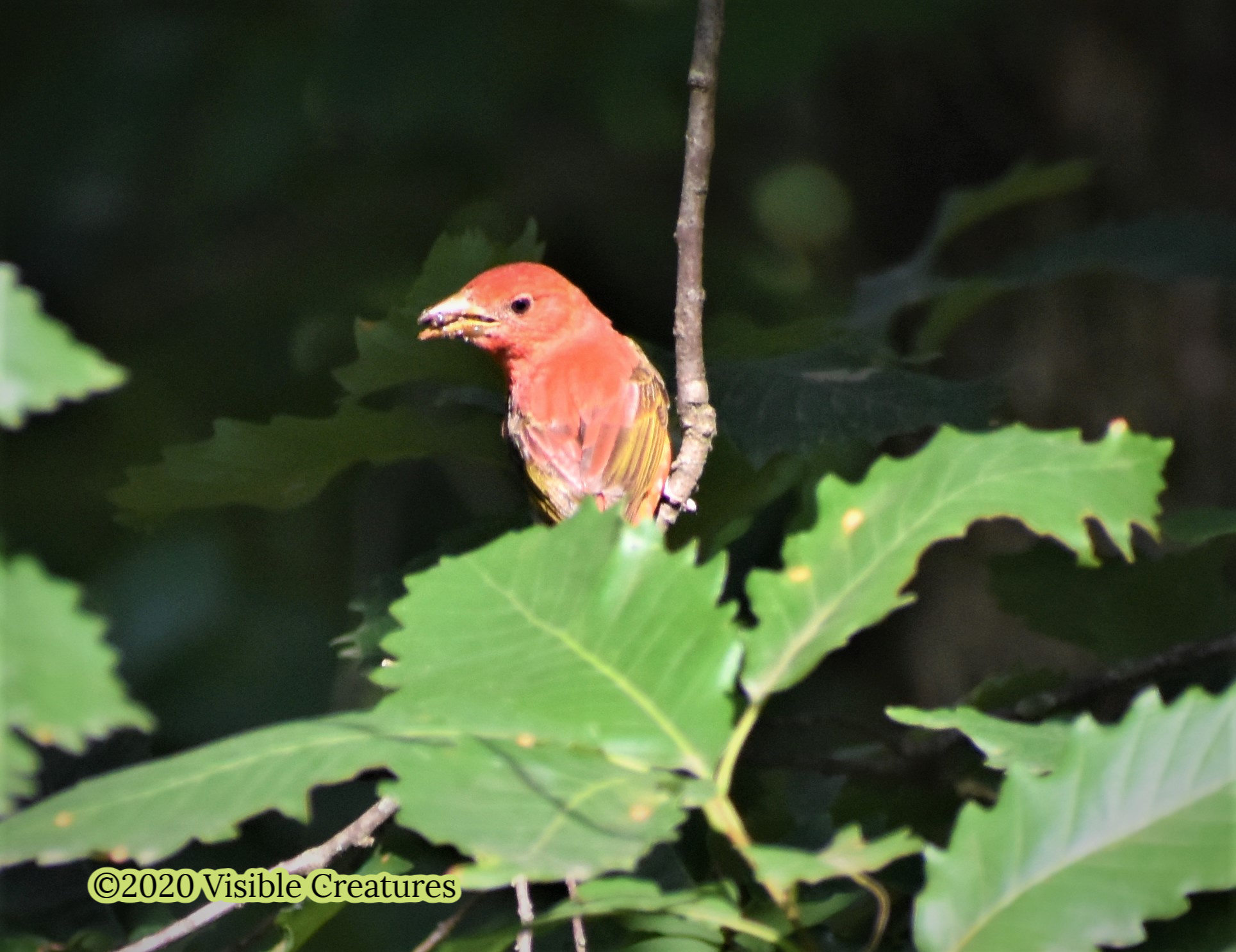 Summer Tanager – Visible Creatures