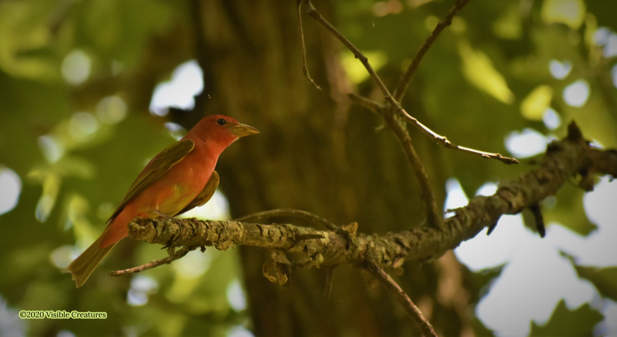 Summer Tanager – Visible Creatures
