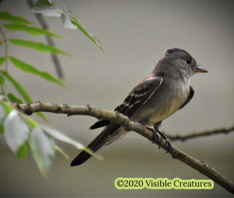 Eastern Wood-Pewee – Visible Creatures