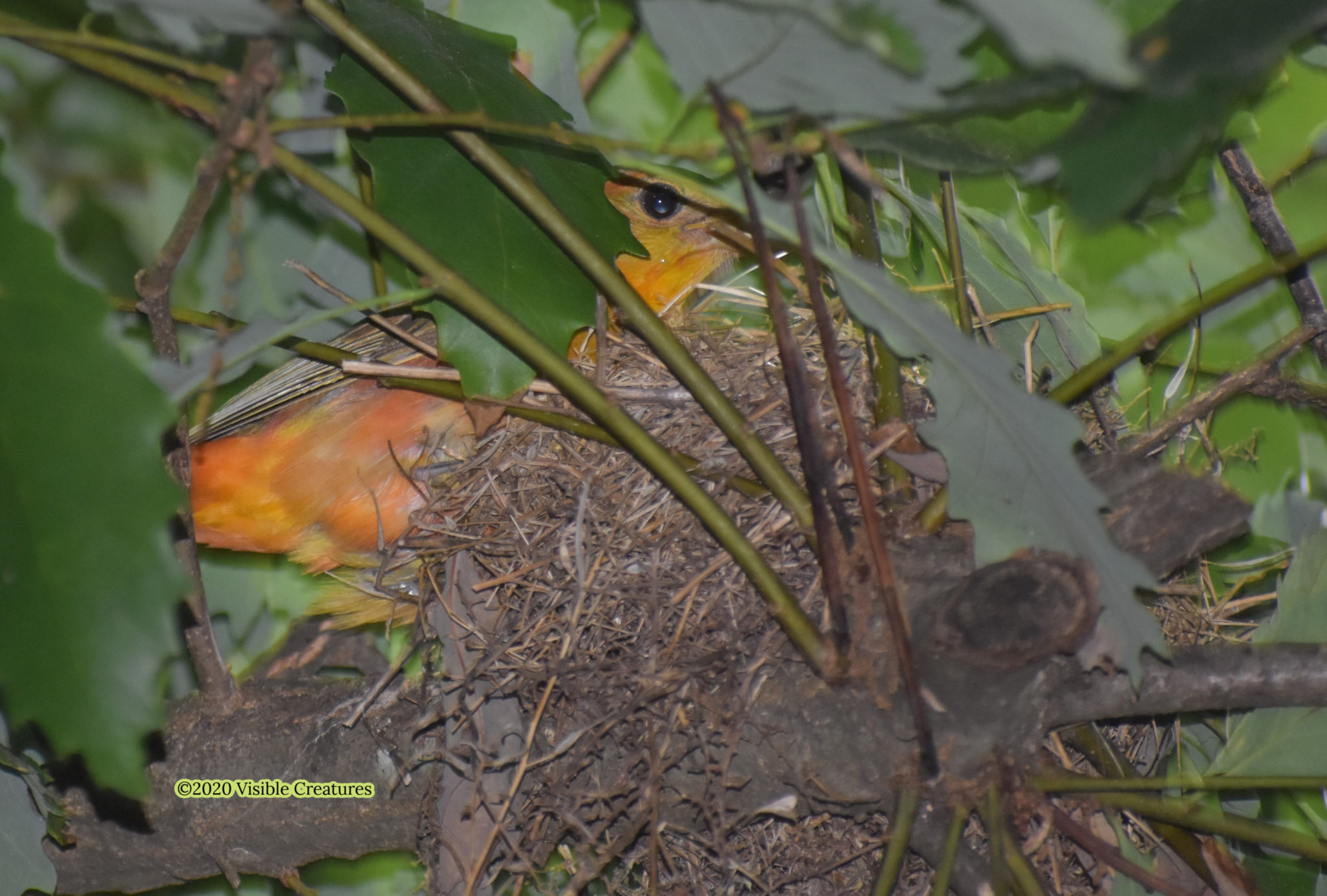 Summer Tanager – Visible Creatures