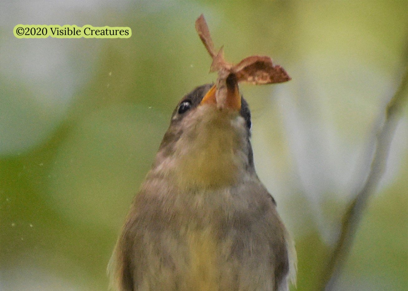 A Quick Snack – Visible Creatures