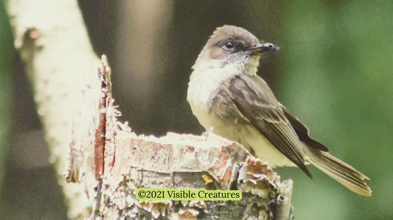 Visible Creatures – A guide to birds and other wildlife